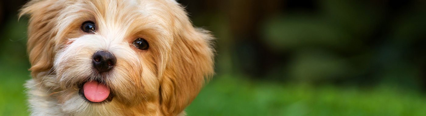 About Our Company - PetCenter Old Bridge, New Jersey