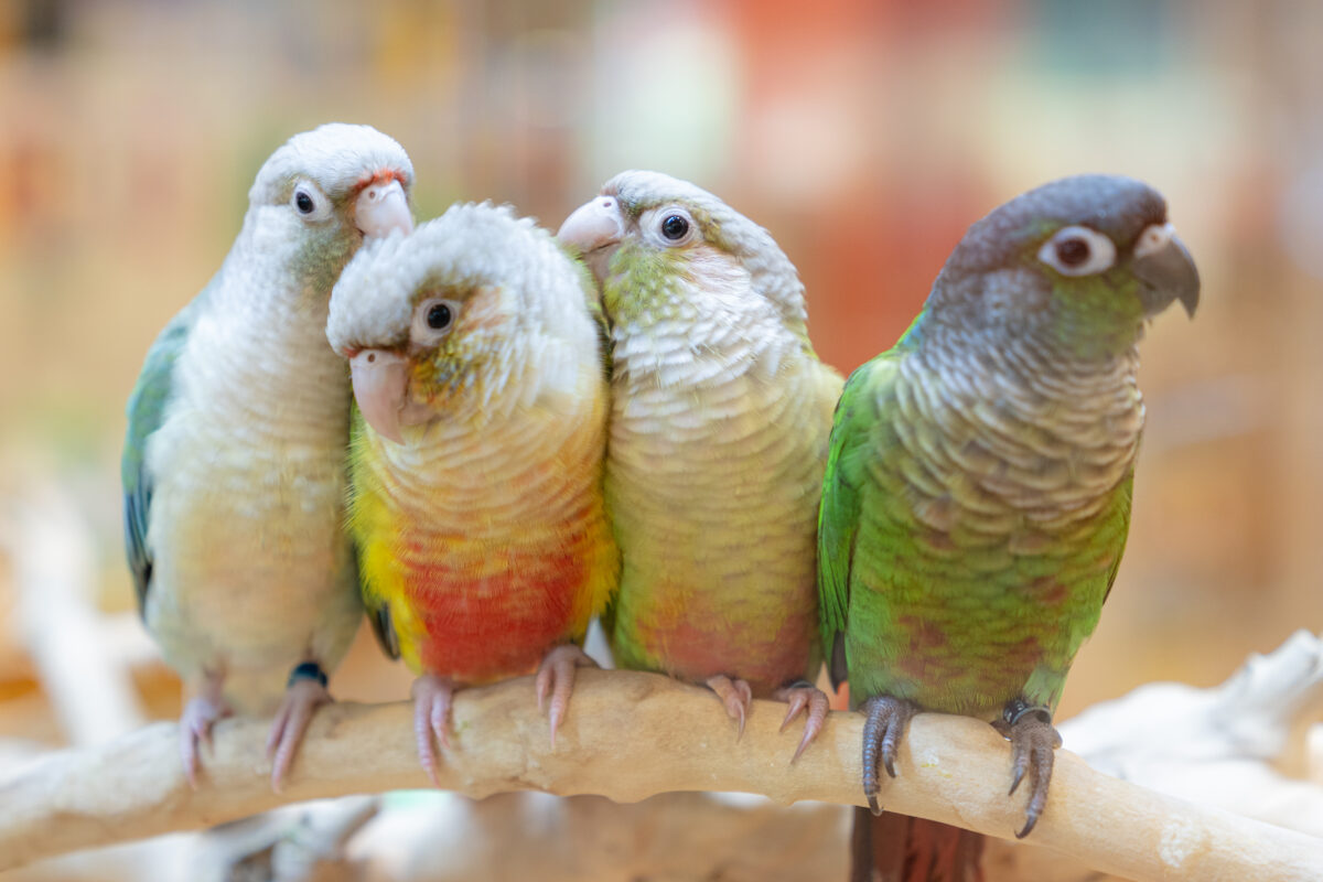 Birds Available For Sale - PetCenter Old Bridge , New Jersey