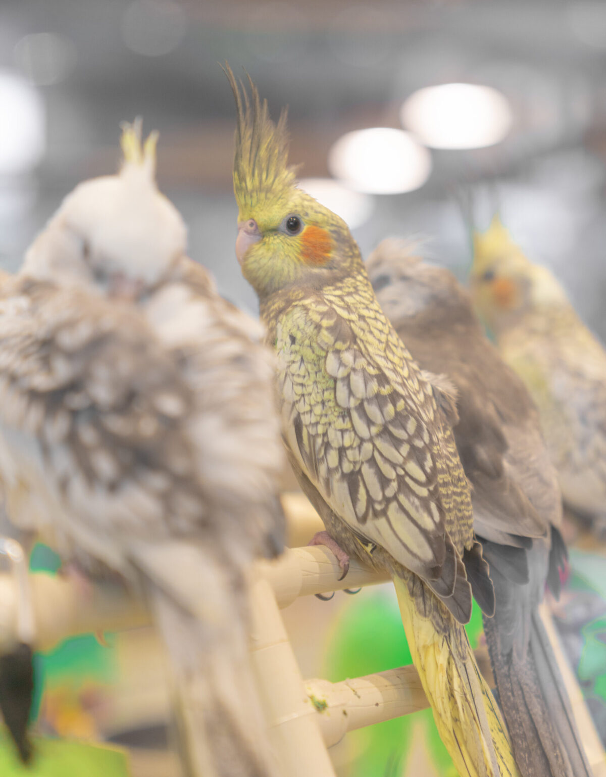 Birds Available For Sale - PetCenter Old Bridge , New Jersey