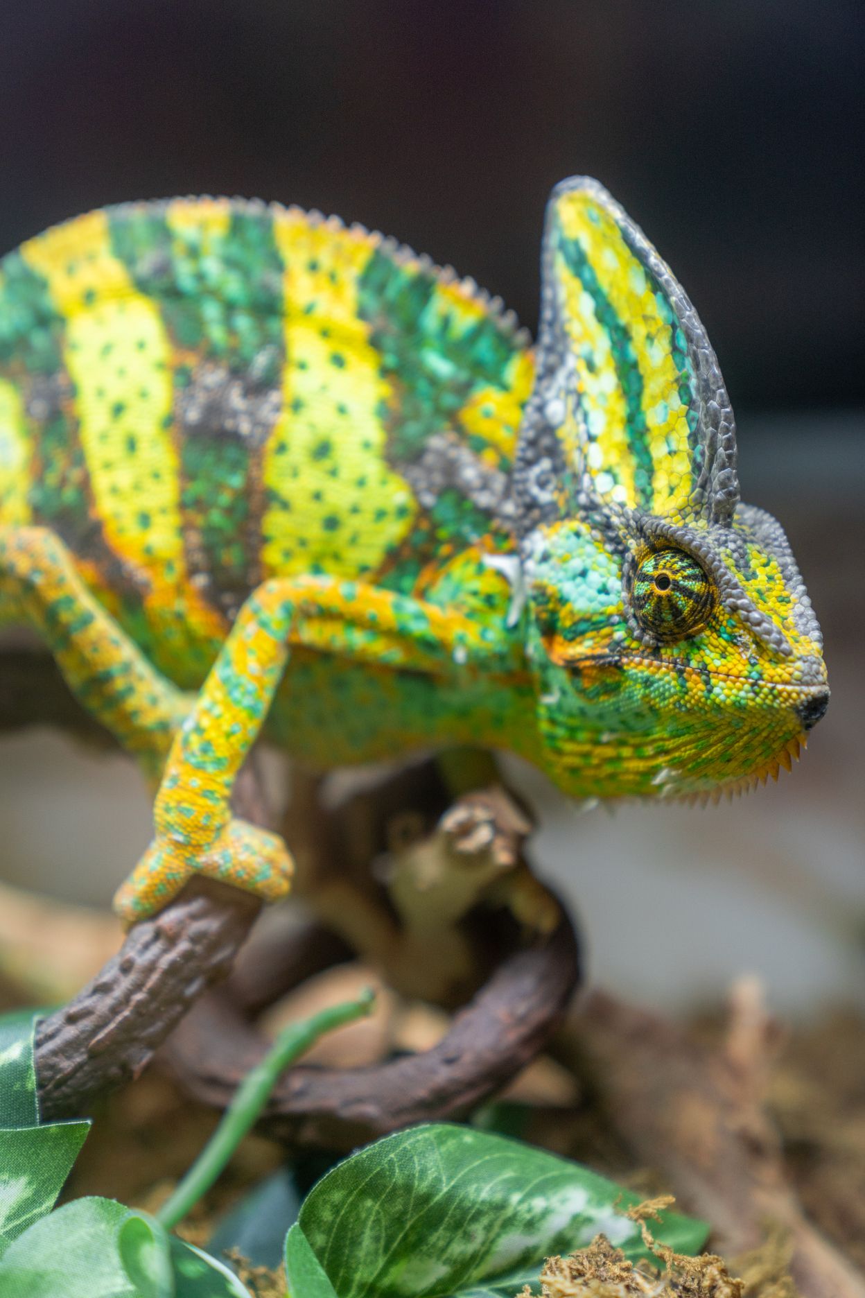 Reptiles For Sale - PetCenter Old Bridge, New Jersey