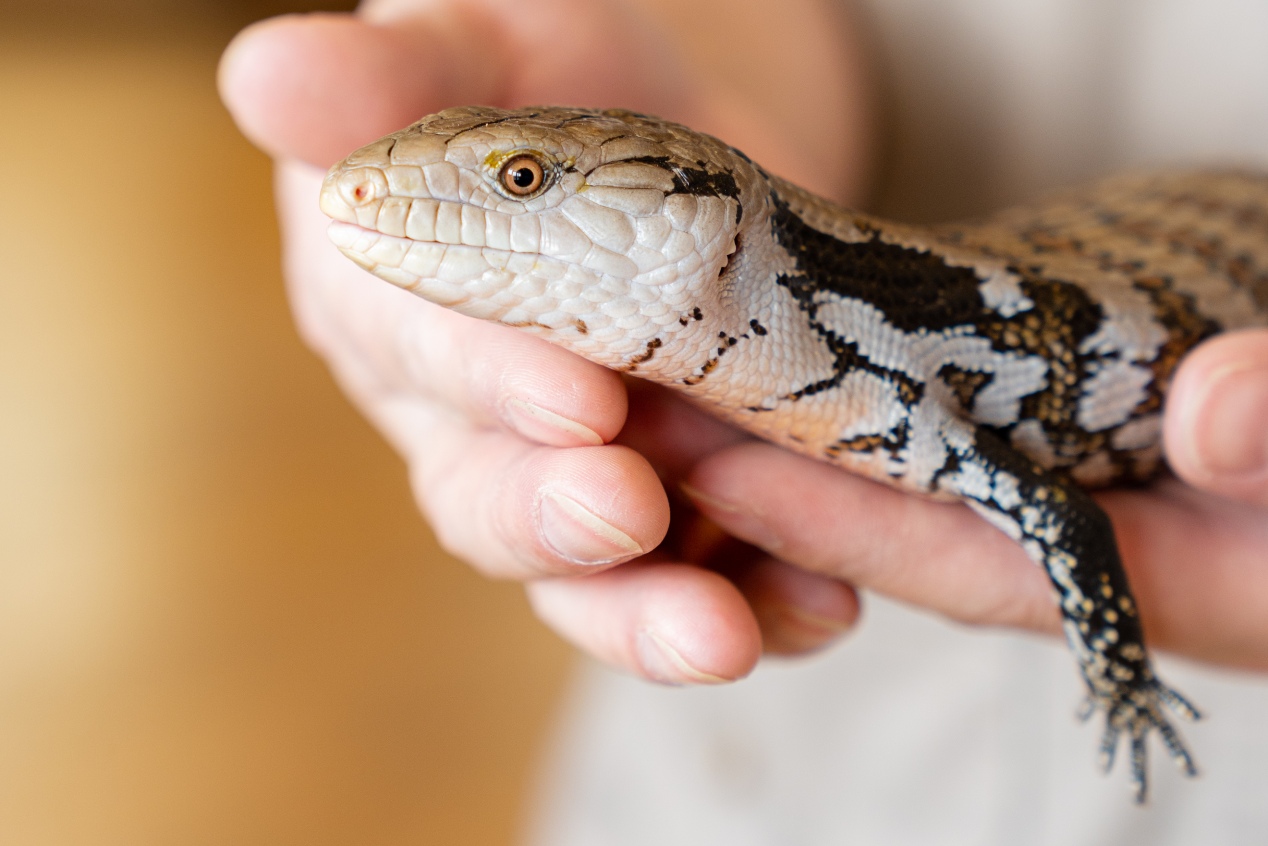 Reptiles For Sale - PetCenter Old Bridge, New Jersey