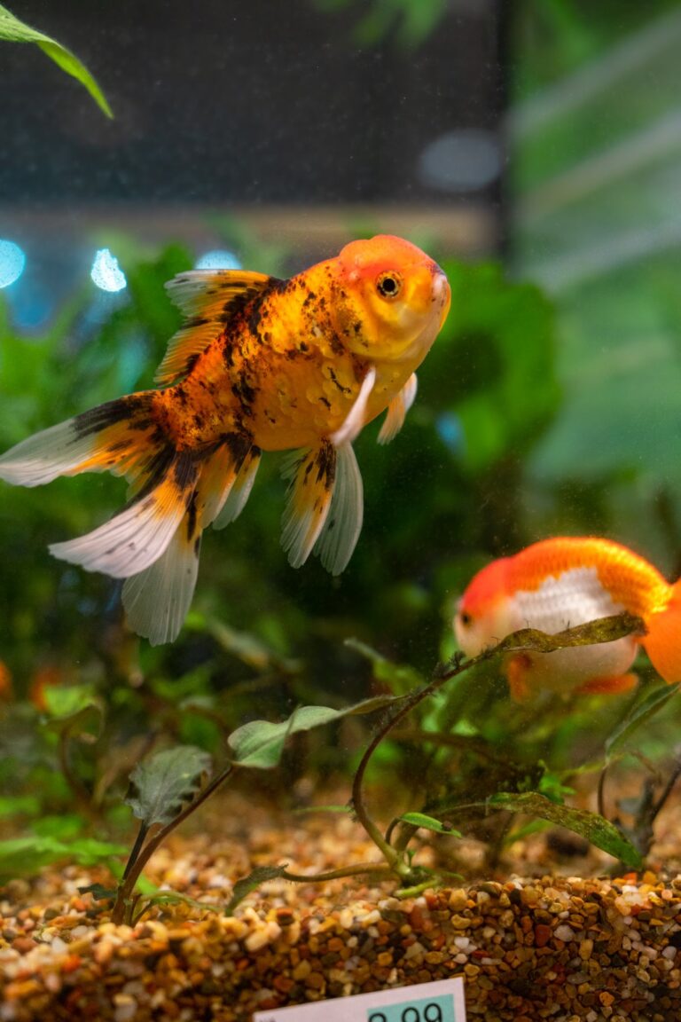 Fish Available For Sale - PetCenter Old Bridge, New Jersey